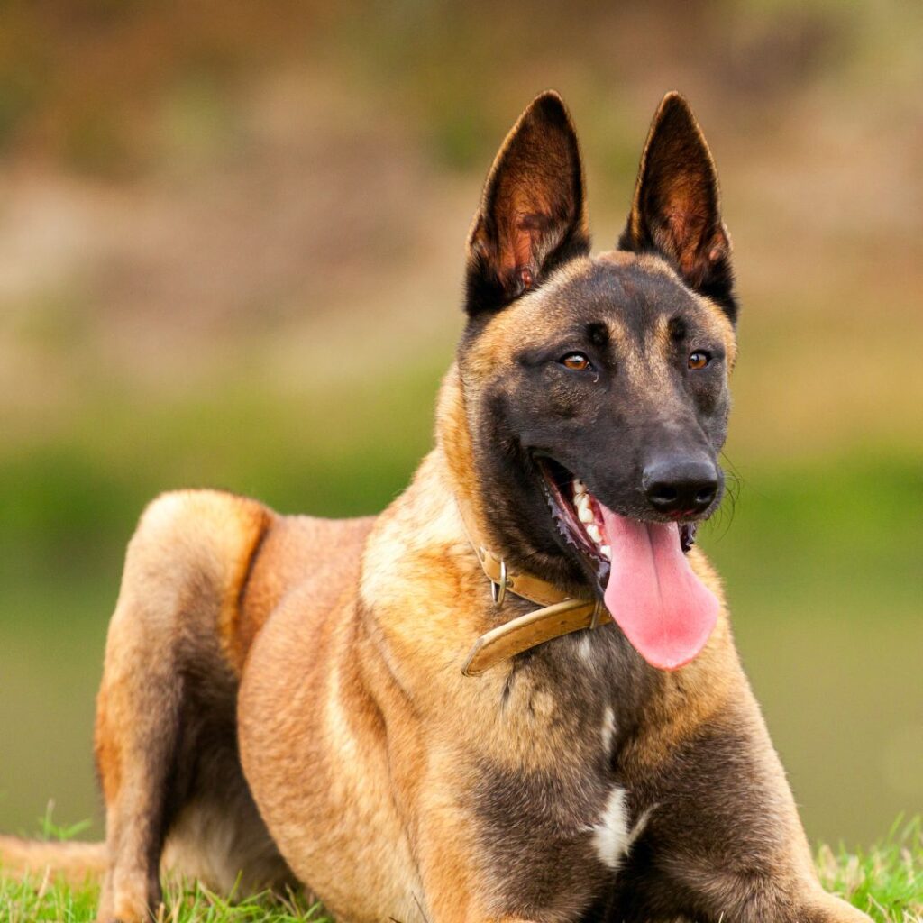 13 Dogs That Look Like German Shepherds (With Pictures)