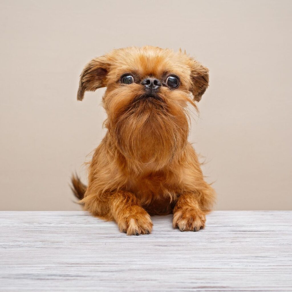 11 Dogs That Looks Like Fried Chicken or Nugget