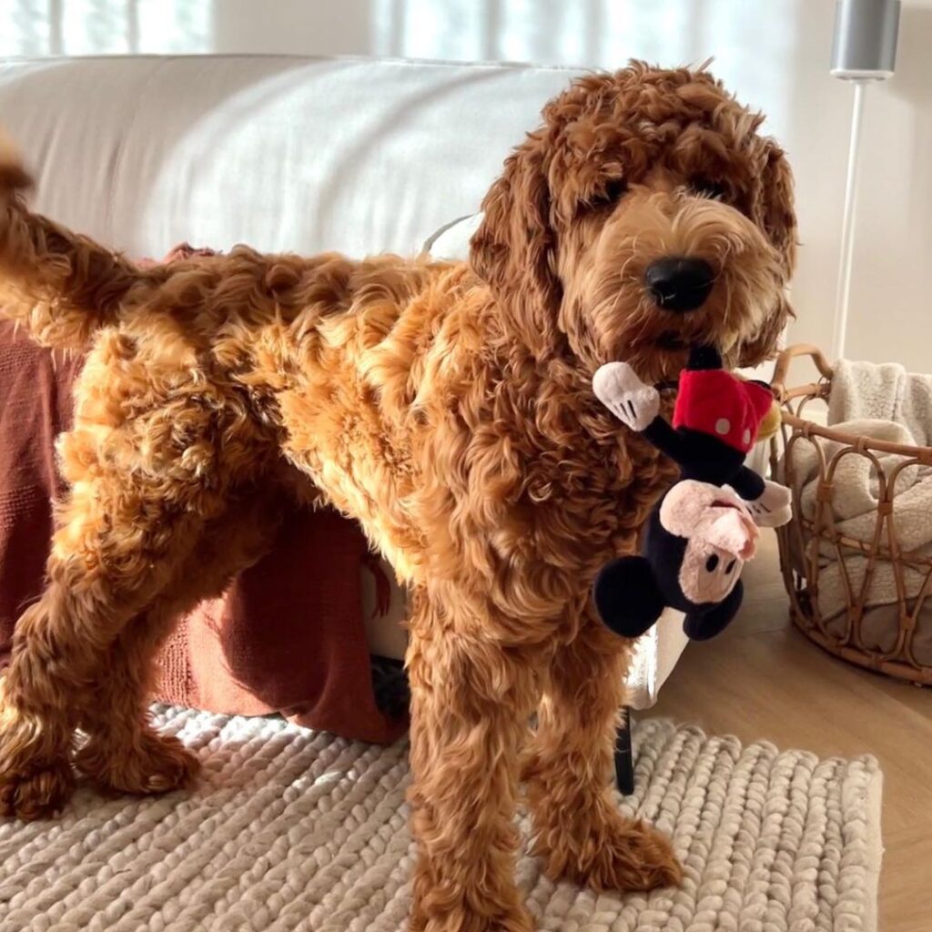 11 Dogs That Looks Like Fried Chicken or Nugget