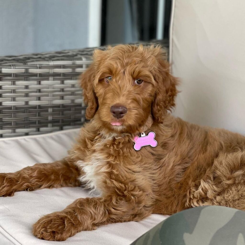 11 Dogs That Looks Like Fried Chicken or Nugget