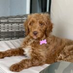 11 Dogs That Looks Like Fried Chicken or Nugget