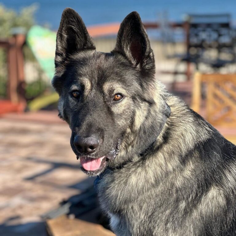 13 Dogs That Look Like German Shepherds (With Pictures)