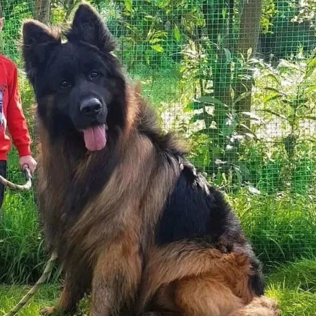 13 Dogs That Look Like German Shepherds (With Pictures)