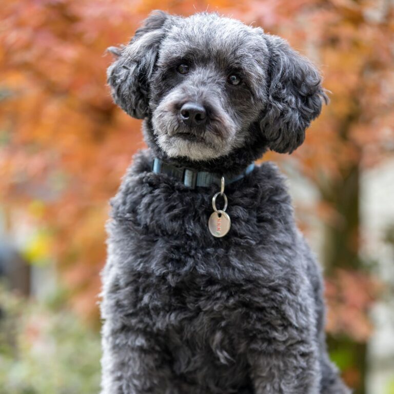11 Dogs That Looks Like Fried Chicken or Nugget
