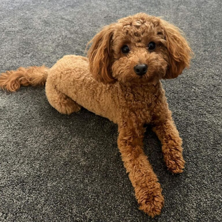 11 Dogs That Looks Like Fried Chicken or Nugget