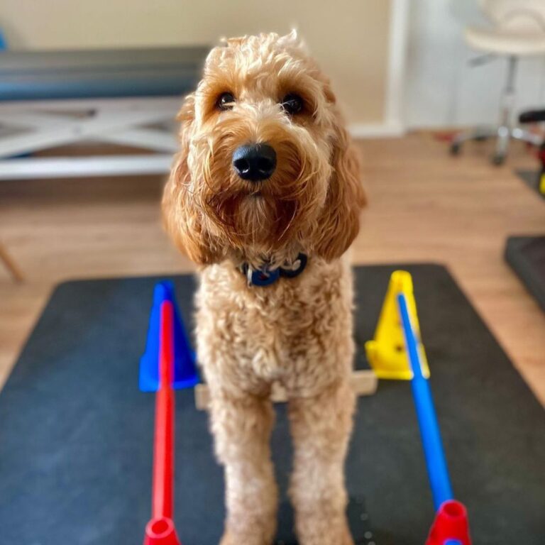 11 Dogs That Looks Like Fried Chicken or Nugget