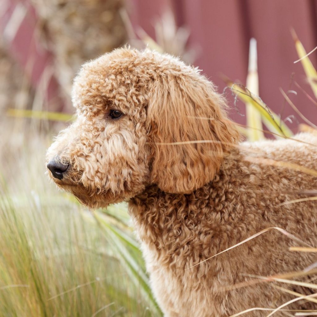 Golden Mountain Doodle Dog Breed: Size, Temperament & More
