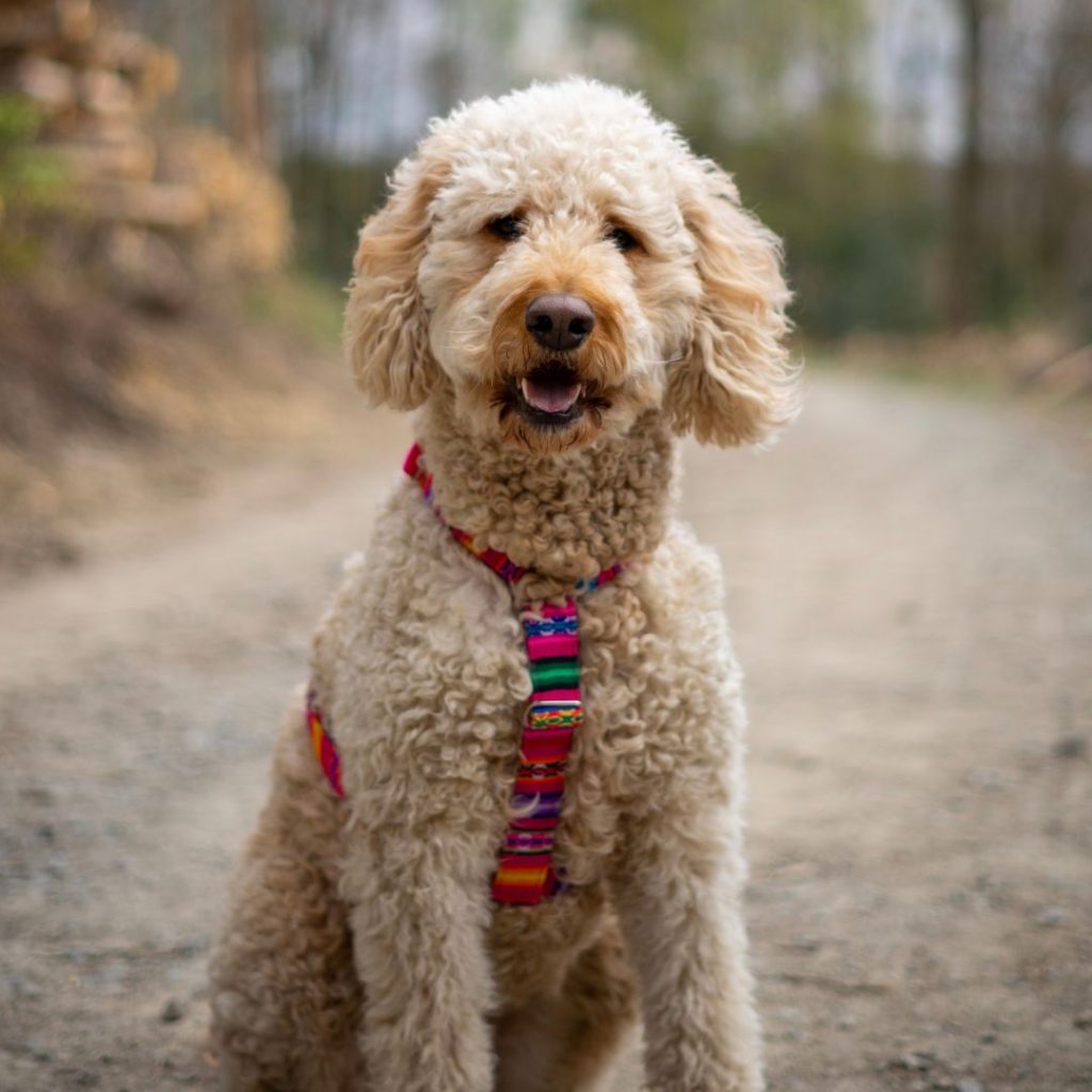 Golden Mountain Doodle Dog Breed: Size, Temperament & More