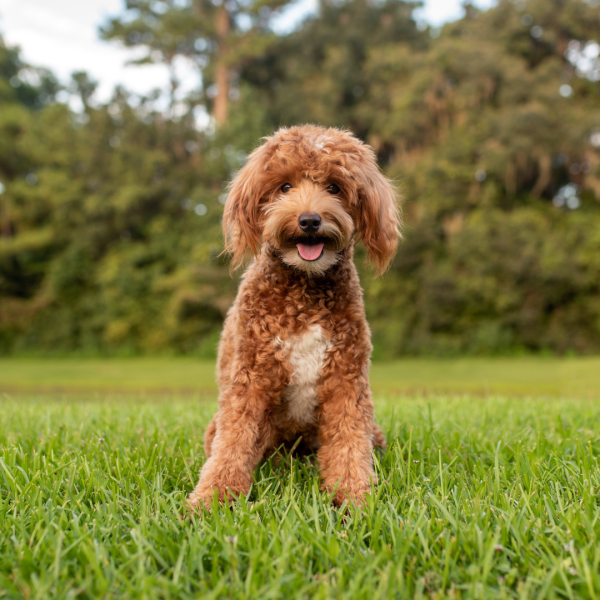Golden Mountain Doodle Dog Breed: Size, Temperament & More