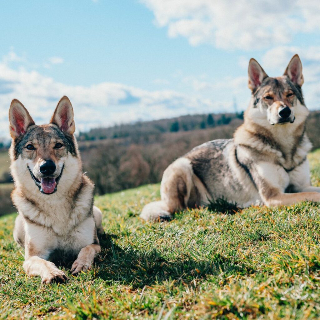 13 Dogs That Look Like German Shepherds (With Pictures)