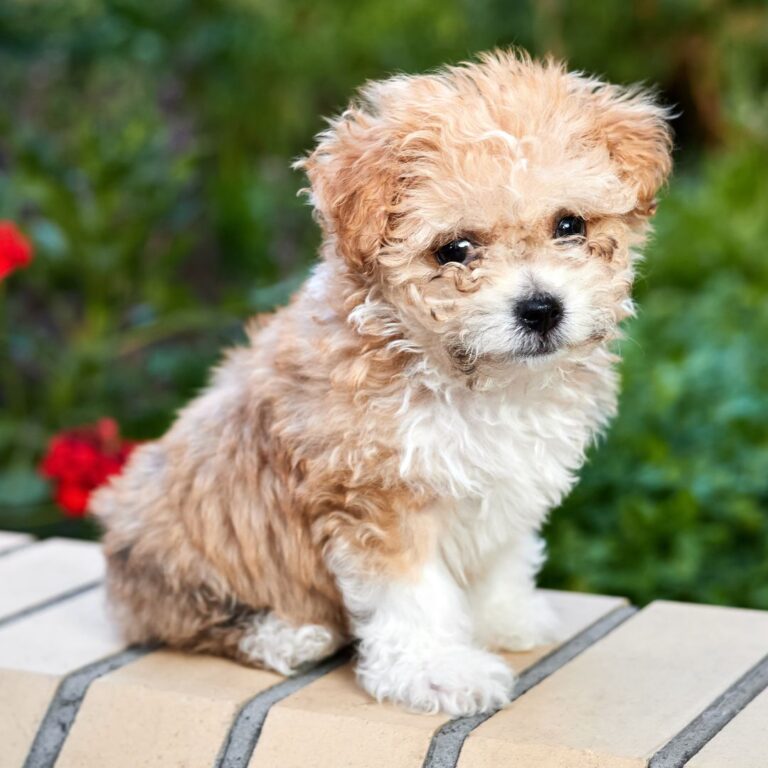11 Dogs That Looks Like Fried Chicken or Nugget