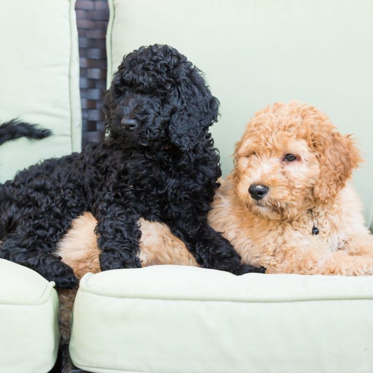 Golden Mountain Doodle Dog Breed: Size, Temperament & More