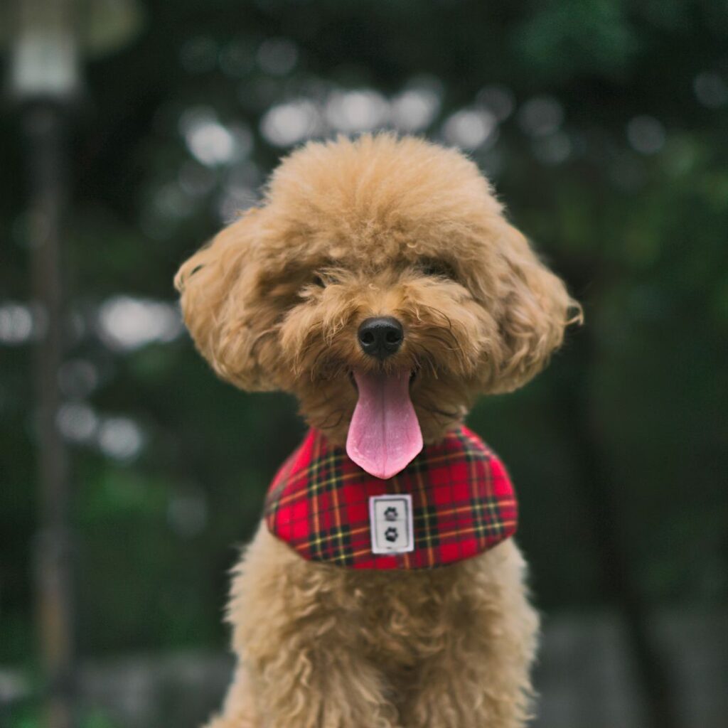 How Much Does a Toy Poodle Cost? Average Price in 2026