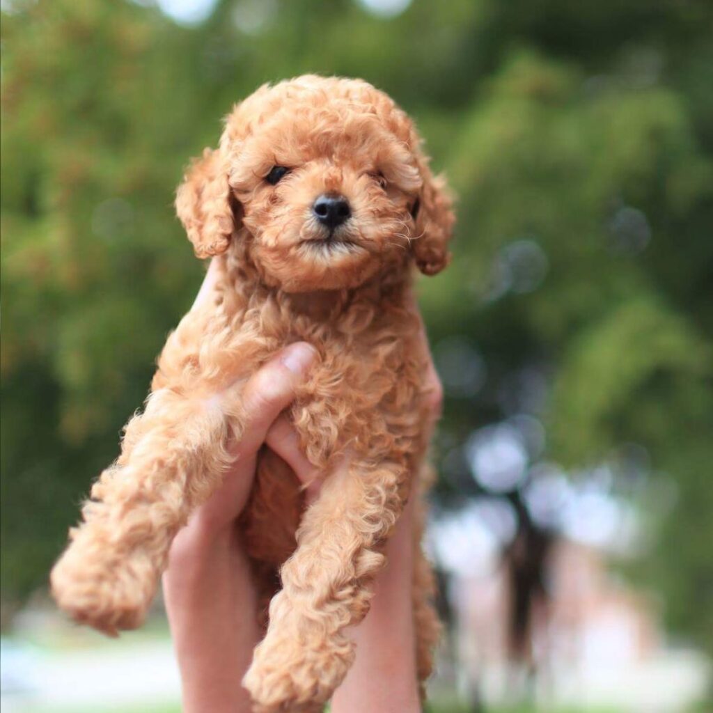 How Much Does a Toy Poodle Cost? Average Price in 2026