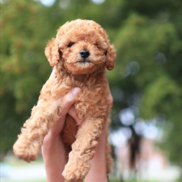 How Much Does a Toy Poodle Cost? Average Price in 2026