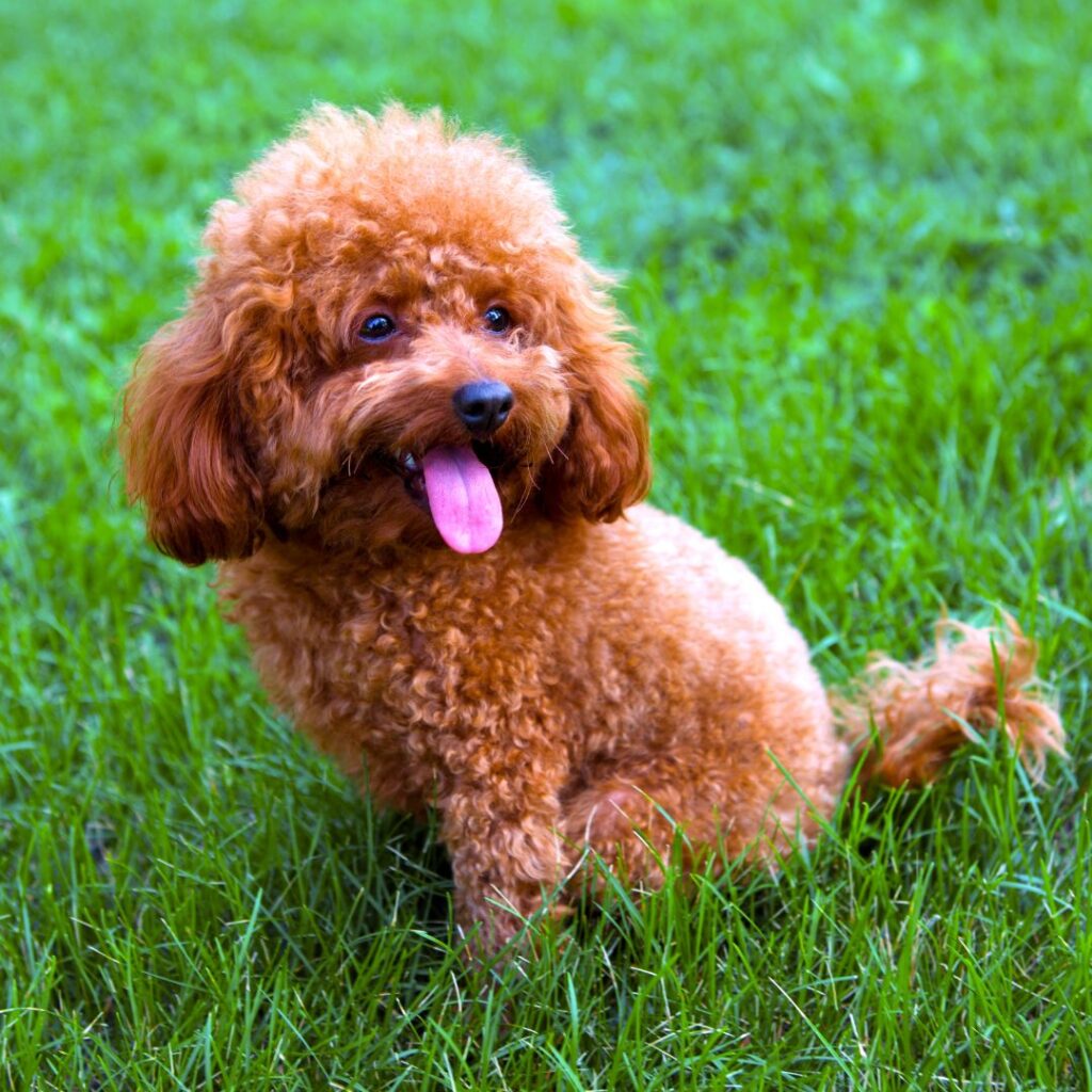 How to Potty Train a Poodle? Secret Tips That Really Works