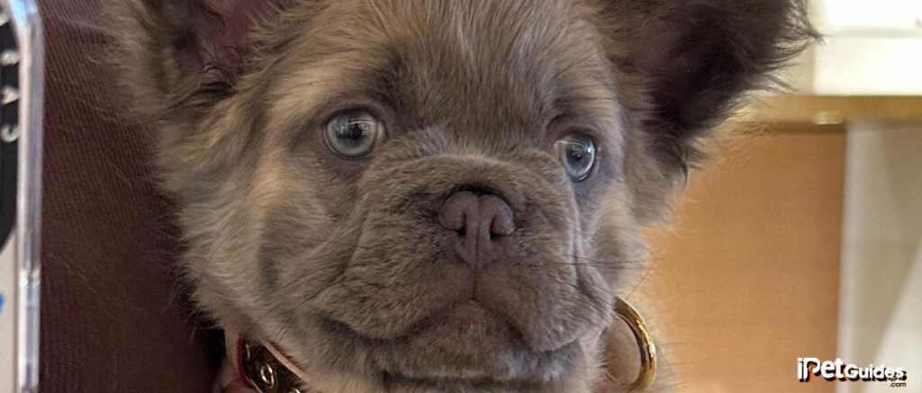 Fluffy Frenchie: Complete Guide to Long Hair French Bulldogs