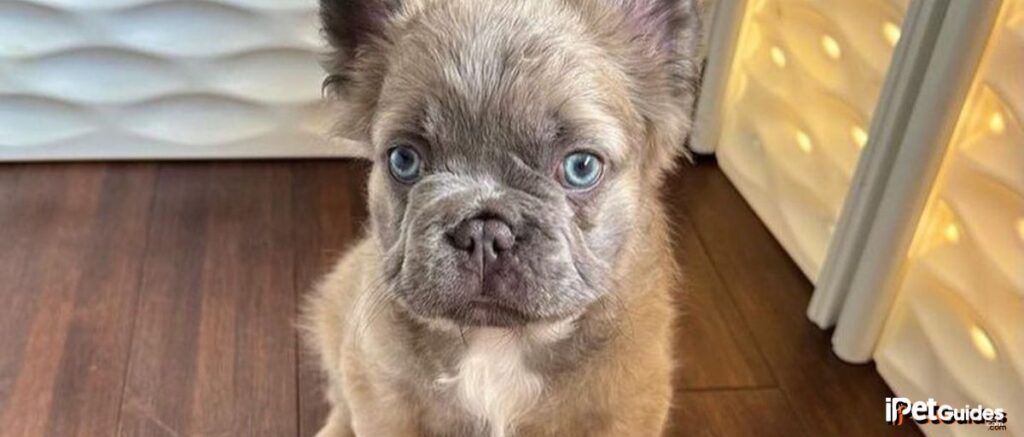 Fluffy Frenchie: Complete Guide to Long Hair French Bulldogs