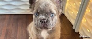 Fluffy Frenchie: Complete Guide to Long Hair French Bulldogs