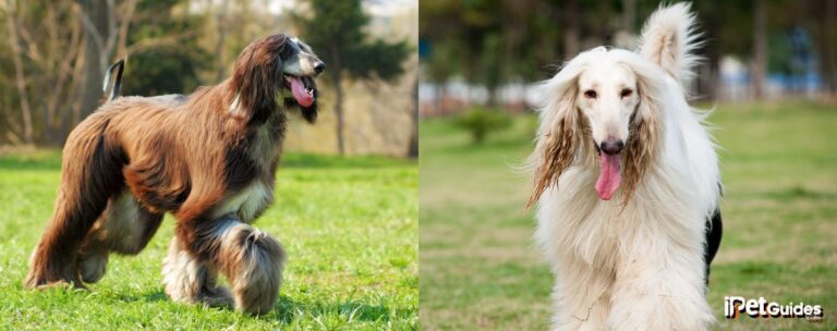 13 Unknown Dogs That Look Like Poodles (With Pictures)