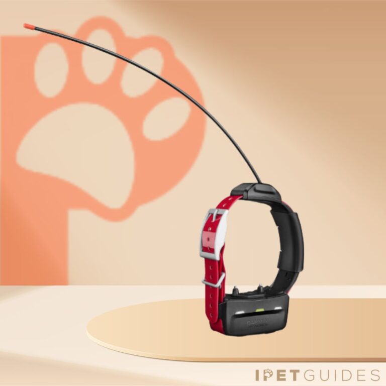 7 Best GPS Trackers for Small Dog Breeds [Reviewed in 2026]