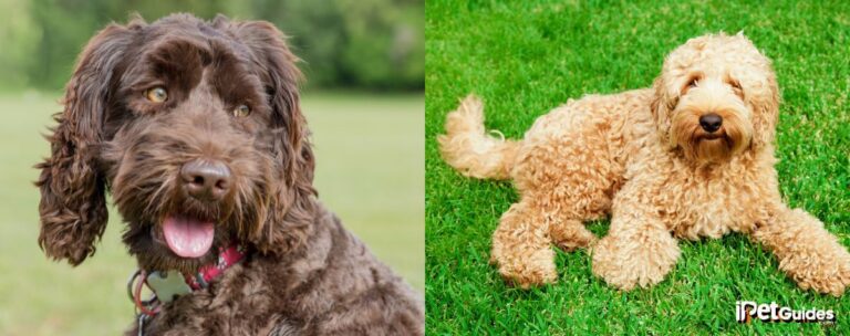 Labradoodle Size Chart: Weight, Height & More