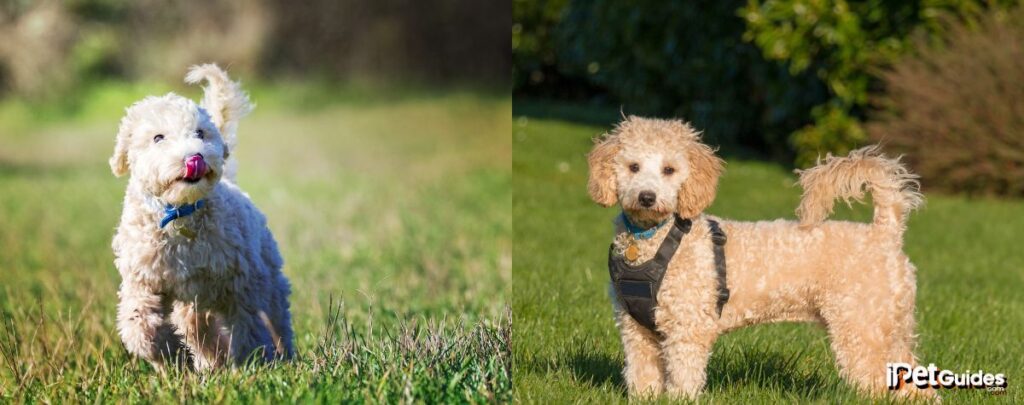 13 Unknown Dogs That Look Like Poodles (With Pictures)