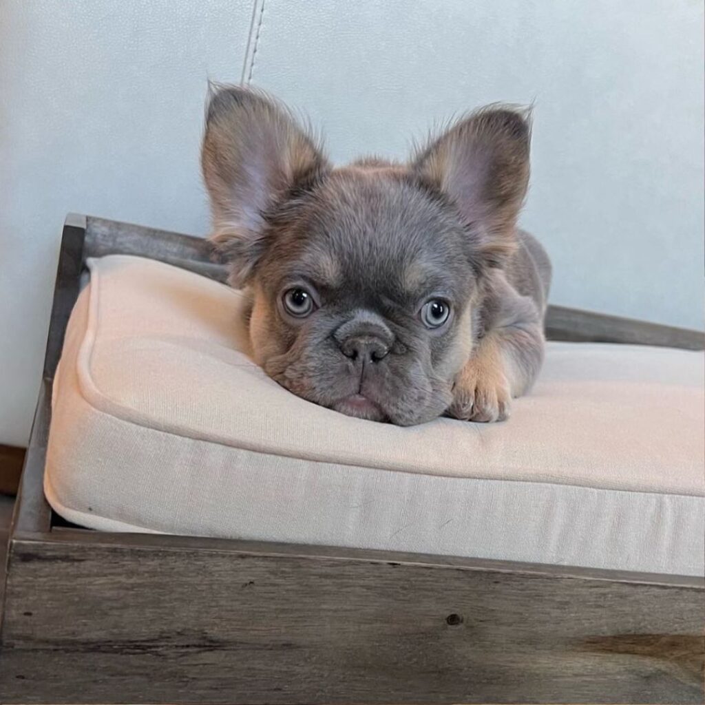 Fluffy Frenchie: Complete Guide to Long Hair French Bulldogs