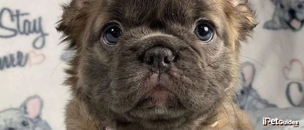 Fluffy Frenchie: Complete Guide to Long Hair French Bulldogs