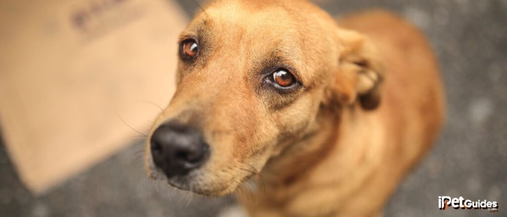Why Do Dogs Eat Their Puppies? How to Stop? - Dogs Academy
