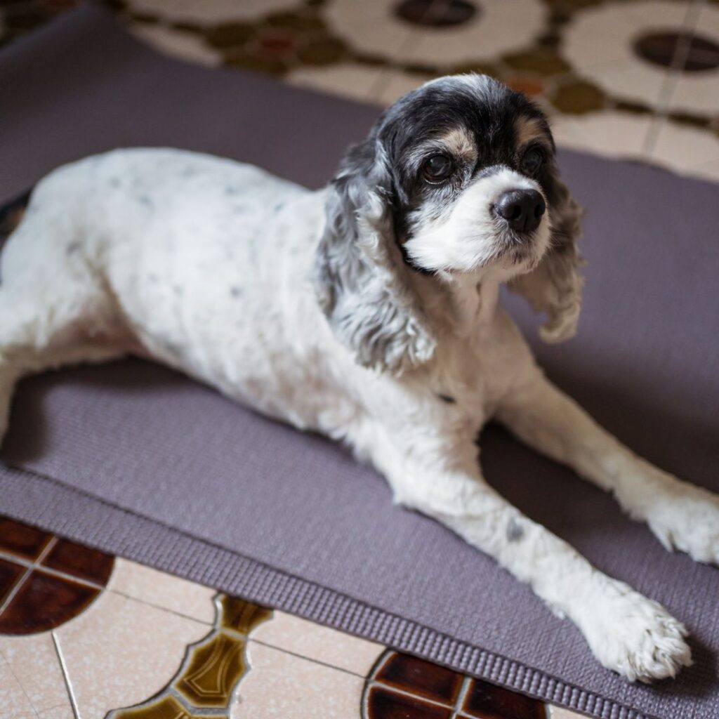 Dog Place Mat Training: Expert Tips to Train Successfully