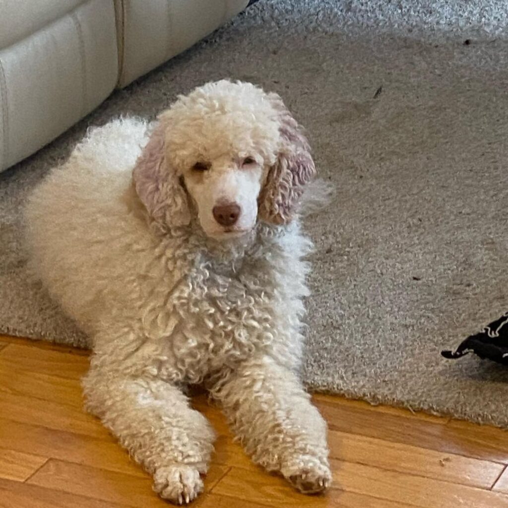 Moyen Poodle 101: Complete Guide to This Rarest Dog Breed