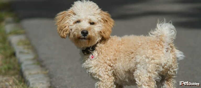 11 Common and Rare Cavapoo Colors (With Pictures)