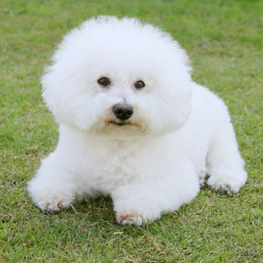 7 Dogs That Looks Like a Panda (With Pictures)