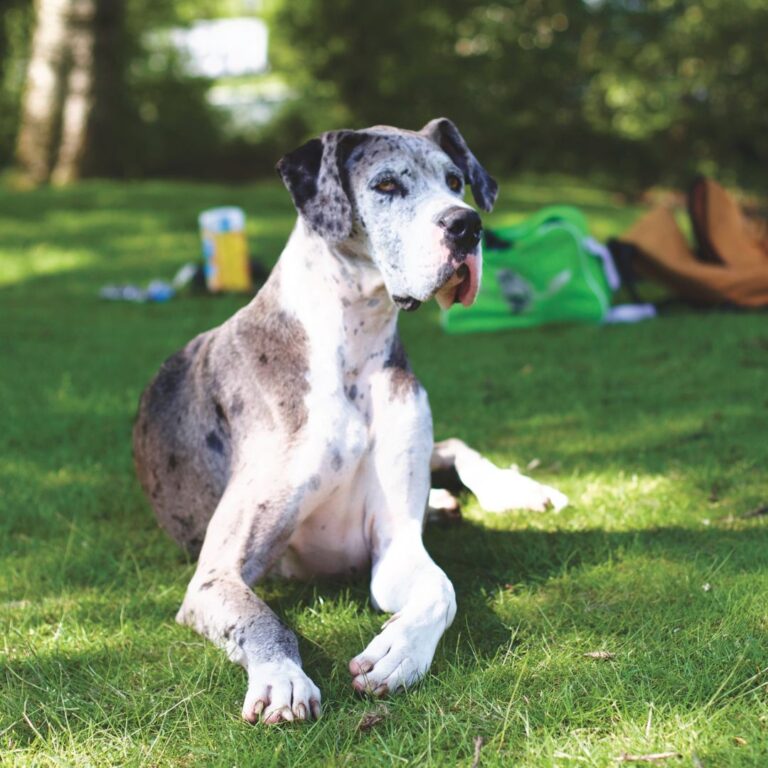 What Kind of Dog is Scooby Doo? Read & You Won't Believe