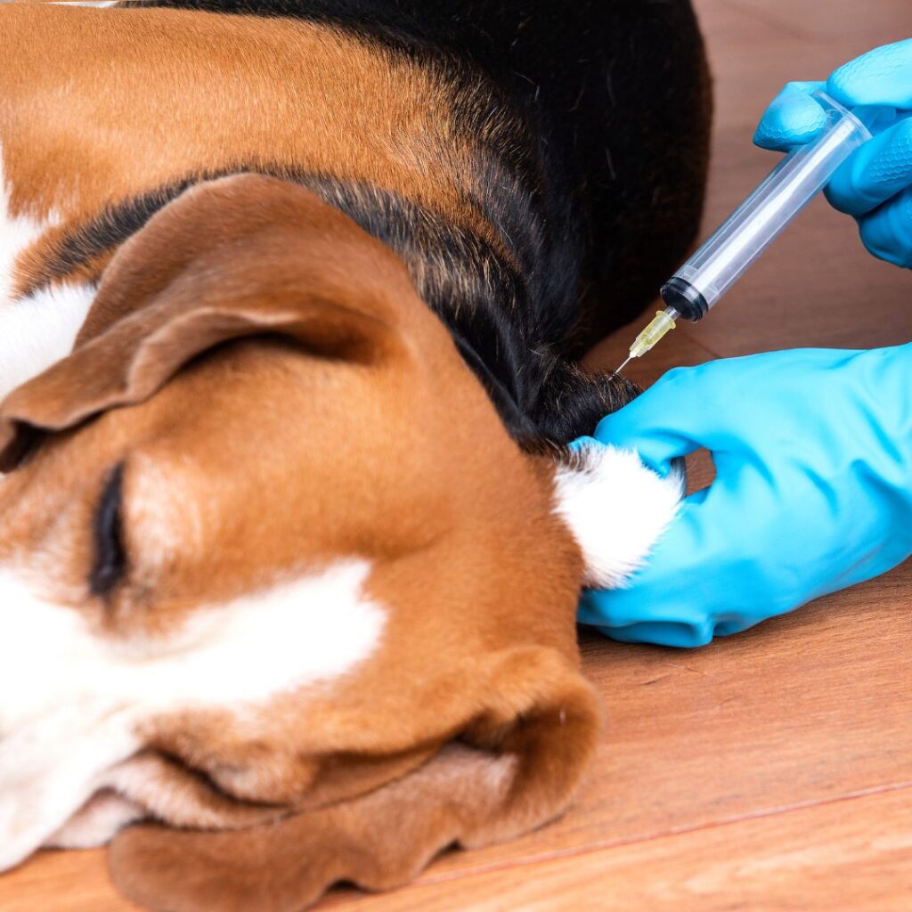 How Much to Put a Dog Down UK? Canine Euthanasia Pricing