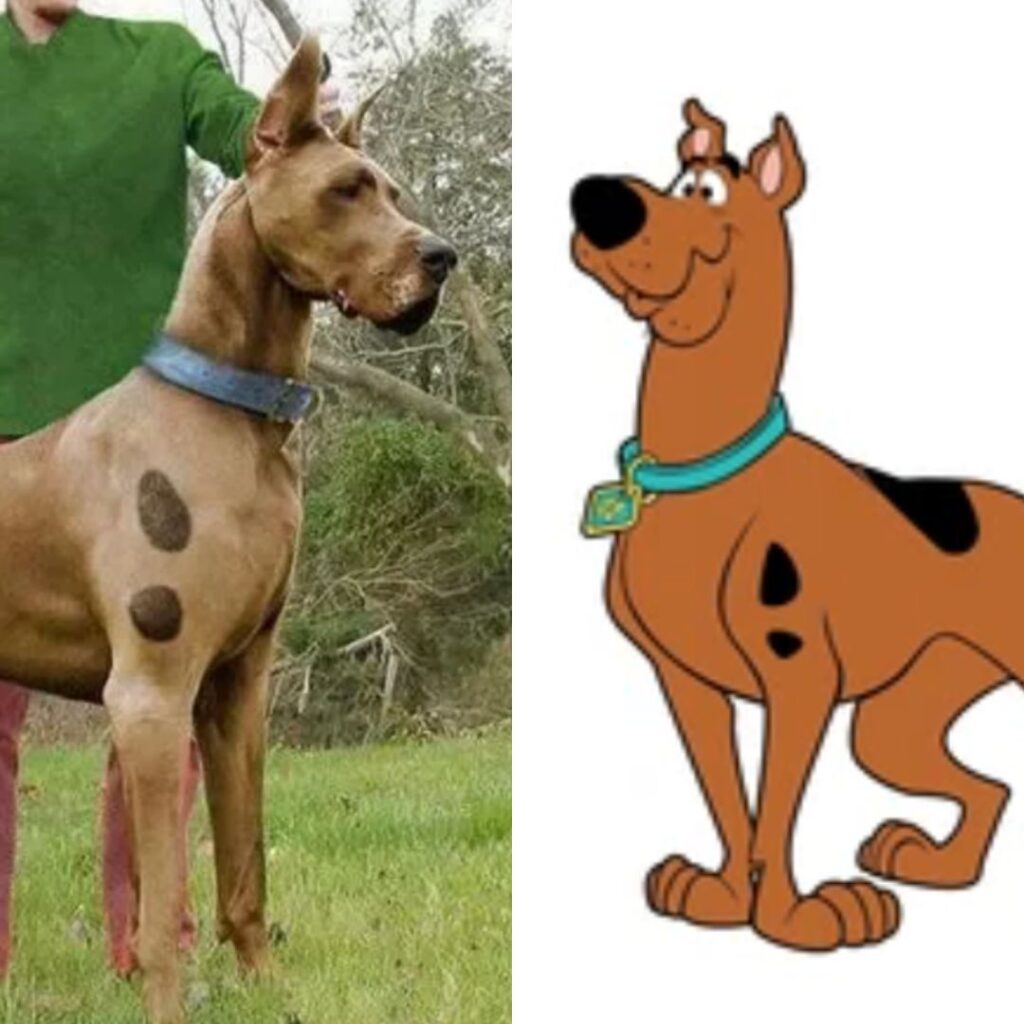 What Kind of Dog is Scooby Doo? Read & You Won't Believe