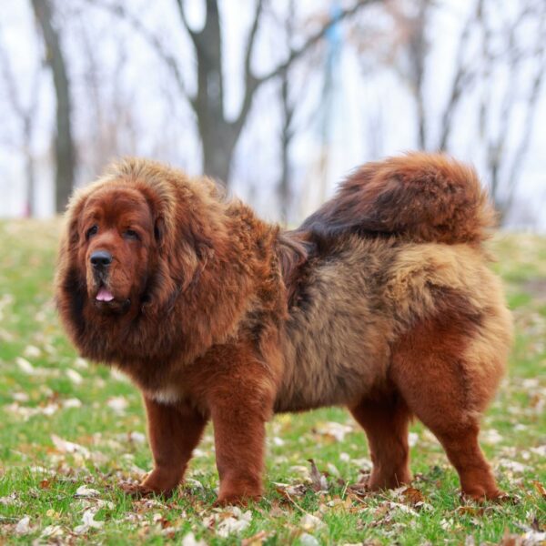 7 Dogs That Looks Like a Panda (With Pictures)