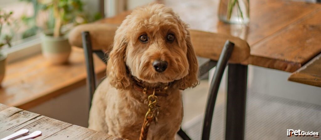 11 Common and Rare Cavapoo Colors (With Pictures)