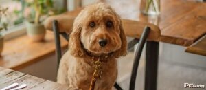 11 Common and Rare Cavapoo Colors (With Pictures)