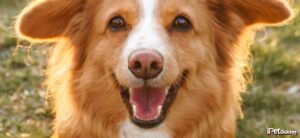 99+ Impressive Cream Colored Dog Names