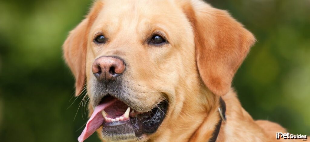 99+ Impressive Cream Colored Dog Names