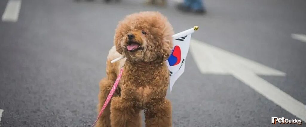 180+ Cute Korean Dog Names With Meanings