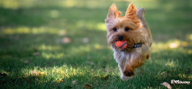 7+ Rarest Yorkie Colors You Must Want to See (With Pictures)