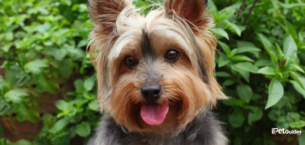 7+ Rarest Yorkie Colors You Must Want to See (With Pictures)