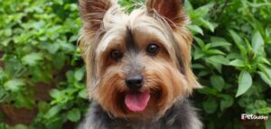7+ Rarest Yorkie Colors You Must Want to See (With Pictures)