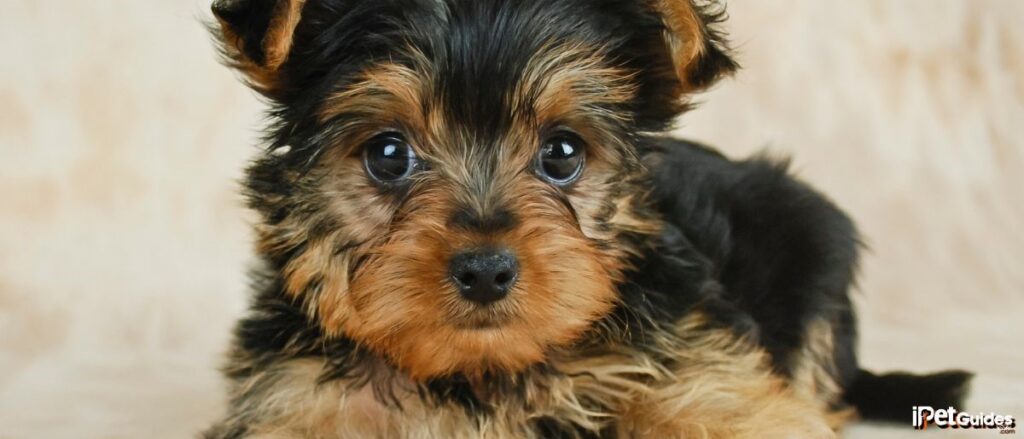 7+ Rarest Yorkie Colors You Must Want to See (With Pictures)