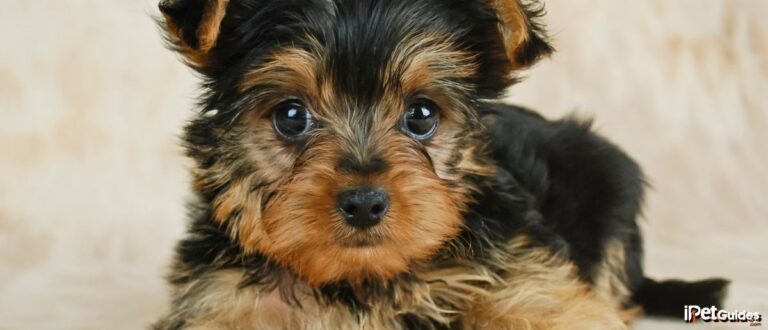 7+ Rarest Yorkie Colors You Must Want to See (With Pictures)