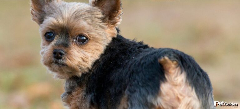7+ Rarest Yorkie Colors You Must Want to See (With Pictures)
