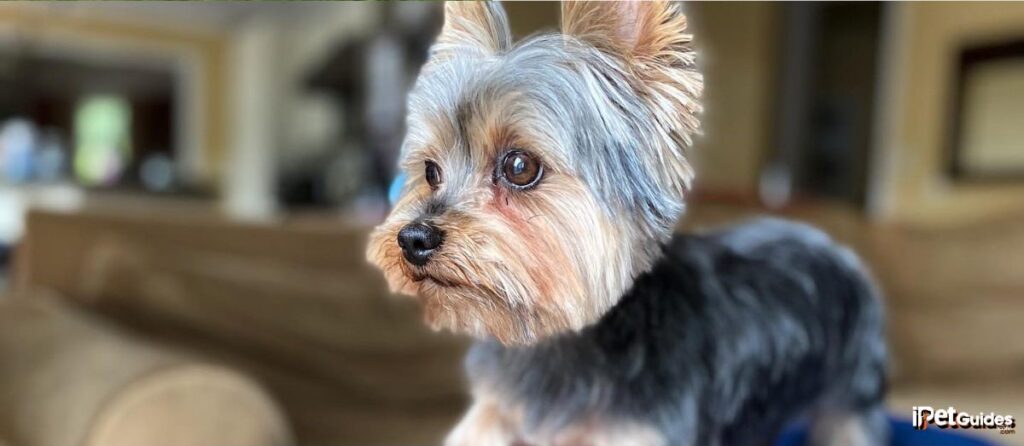7+ Rarest Yorkie Colors You Must Want to See (With Pictures)